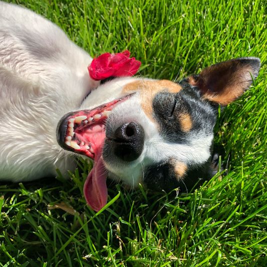 Atlas Paws Daycare - Loving care & exciting activities