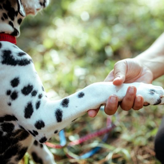 Atlas Paws Daycare - Loving care & exciting activities