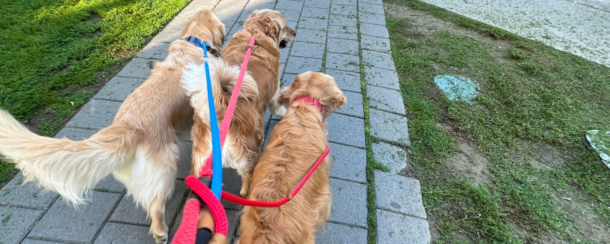 Atlas Paws Daycare - Loving care & exciting activities