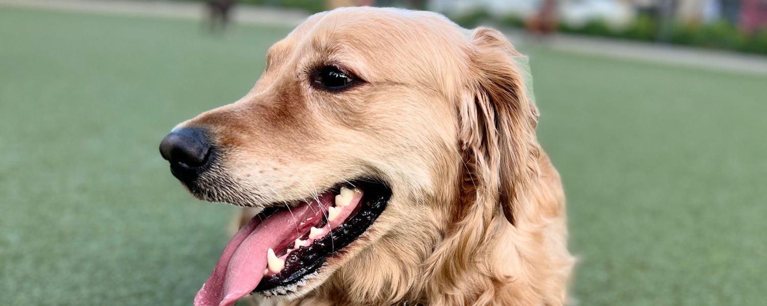 Atlas Paws Boarding - Your pup's home away from home.