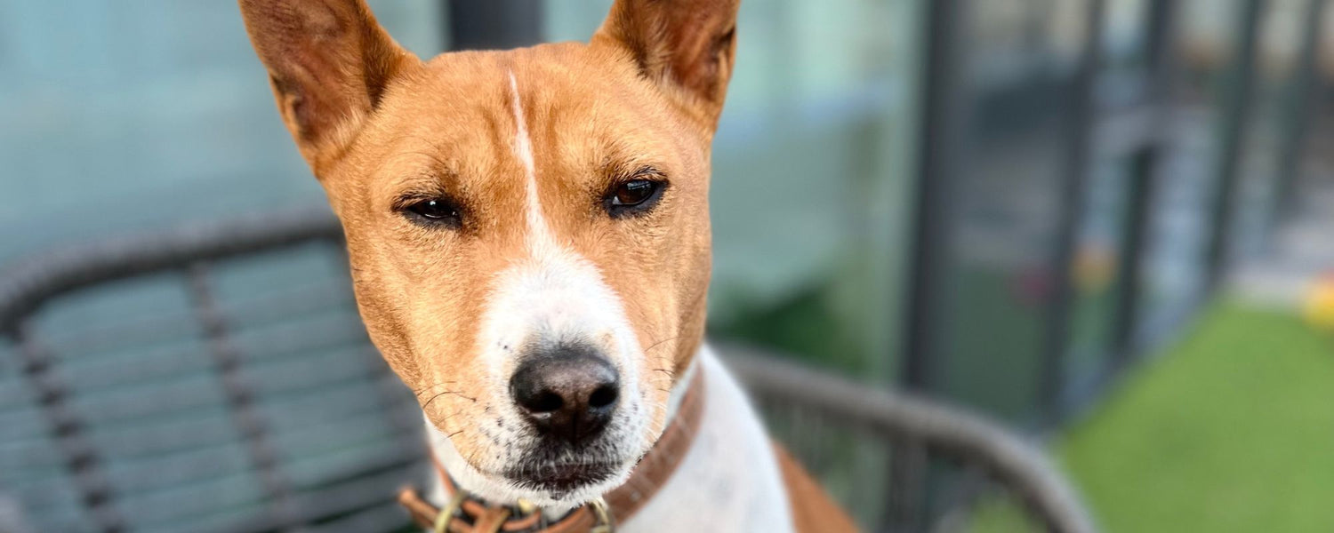 Atlas Paws Boarding - Your pup's home away from home.