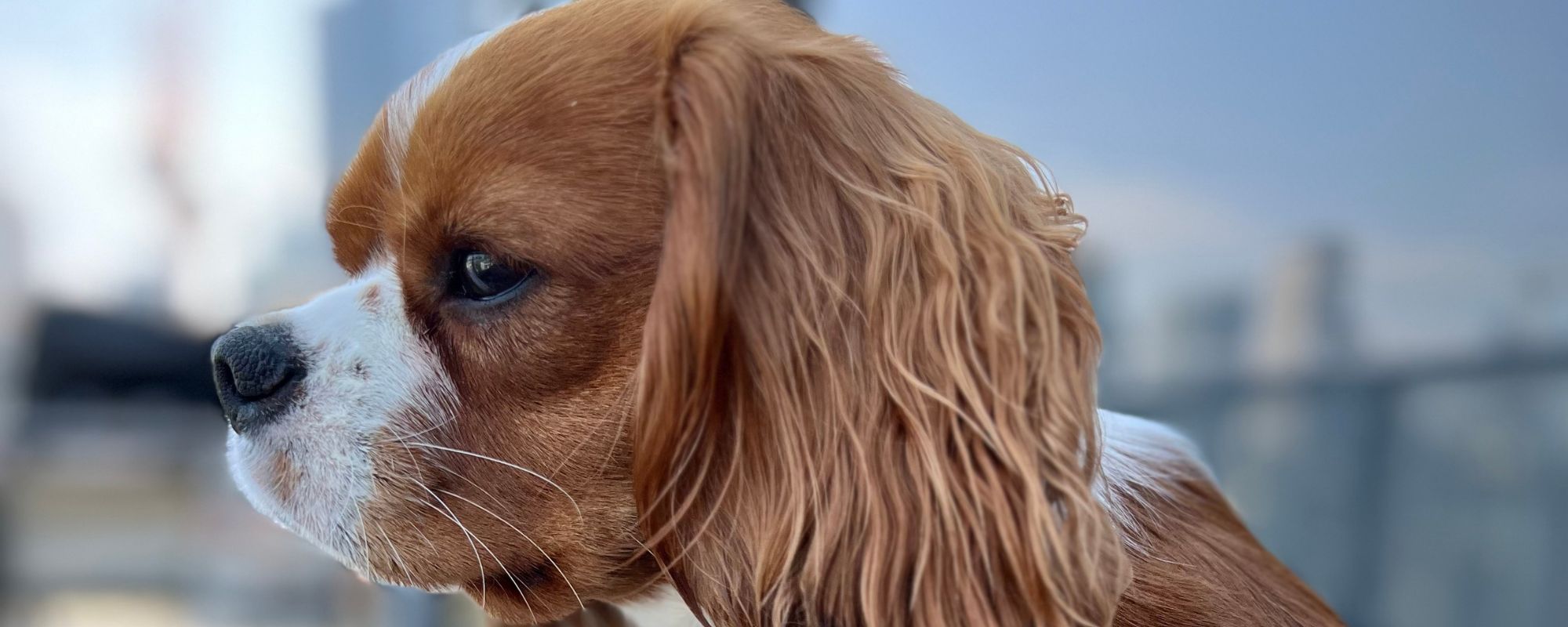 About us - Discover who we are & what drives us – Atlas Paws