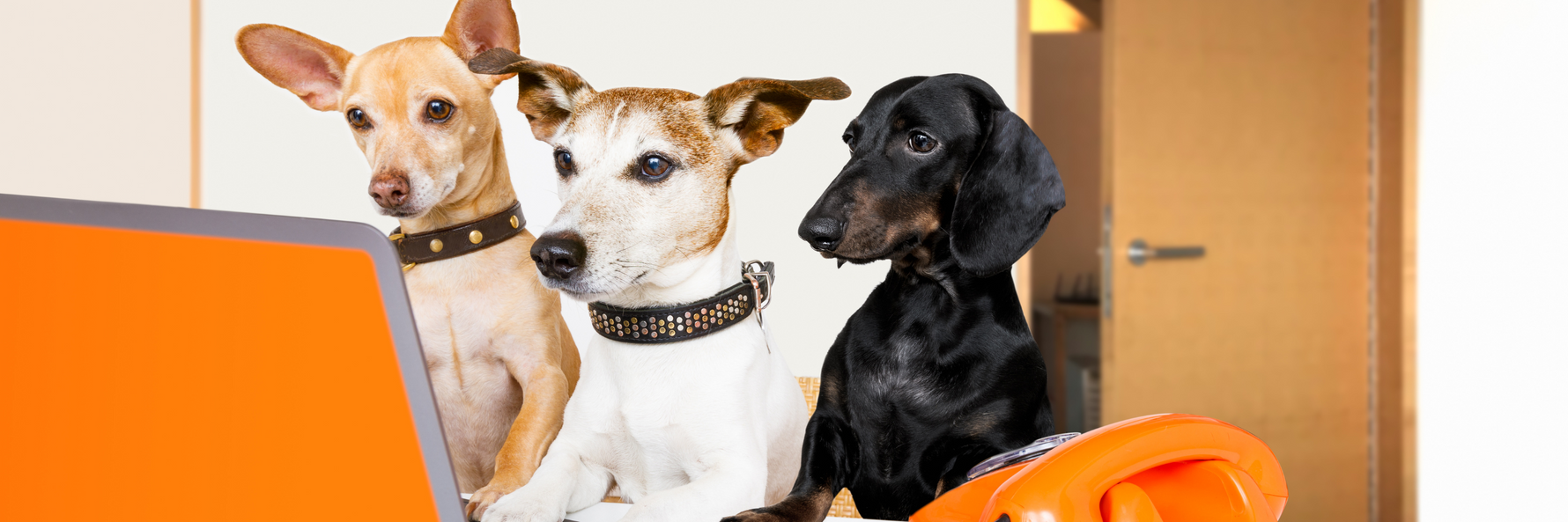 Book Dog Daycare, Boarding & Grooming in Downtown Toronto – Atlas Paws